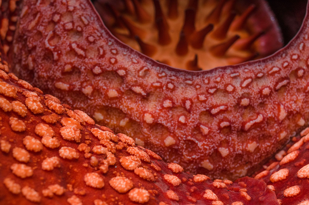 La flora batterica intestinale - iBenessereSalute